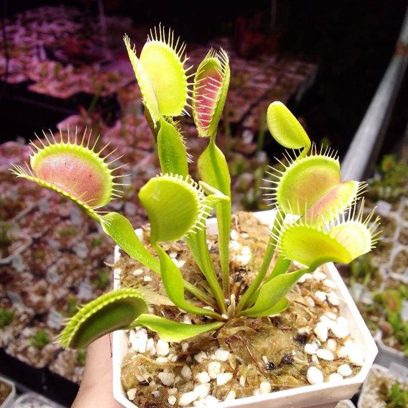 Venus Flytrap TOWERING GIANT (potted/carnivorous plant/ seeds ) | Shopee Philippines