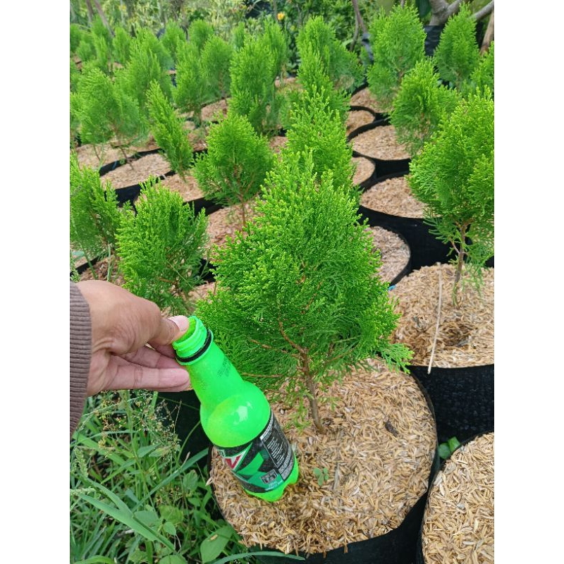 CYPRESS FAN(OUTDOOR PLANTS ESTABLISHED) | Shopee Philippines