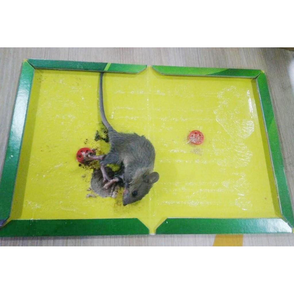 Mouse Sticky Card Mouse Rubber Sheet/mouse trap/traps/mouse character ...