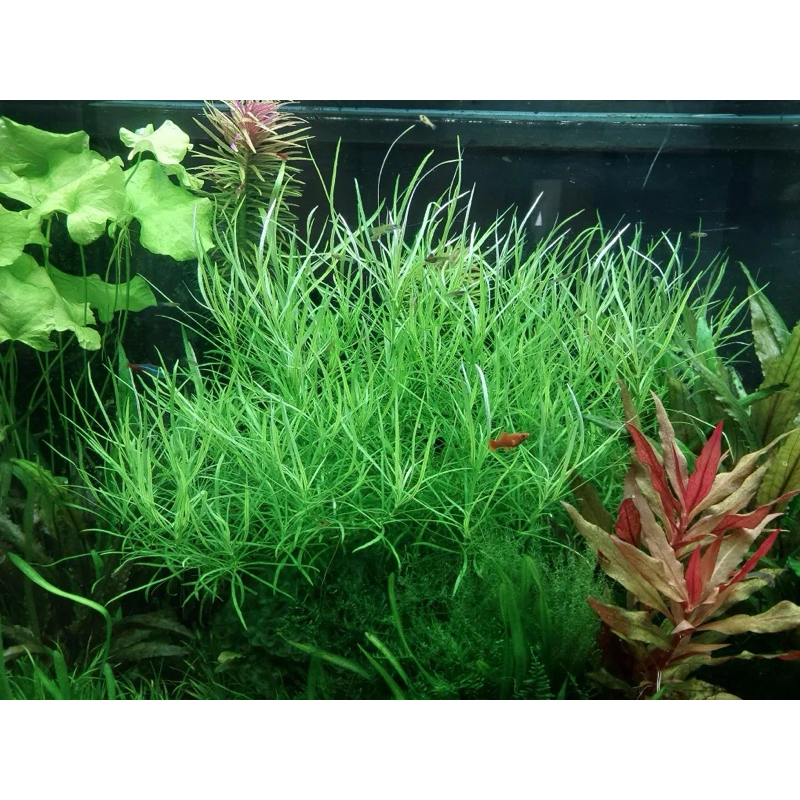 Pogostemon octopus (15 pcs stem cutting) Lowtech Aquatic Plant | Shopee ...