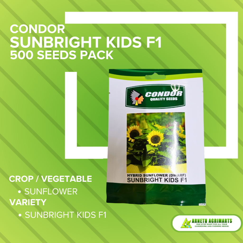 CONDOR SUNBRIGHT KIDS F1 VARIETY DWARF SUNFLOWER PLANT SEEDS (500 SEEDS ...