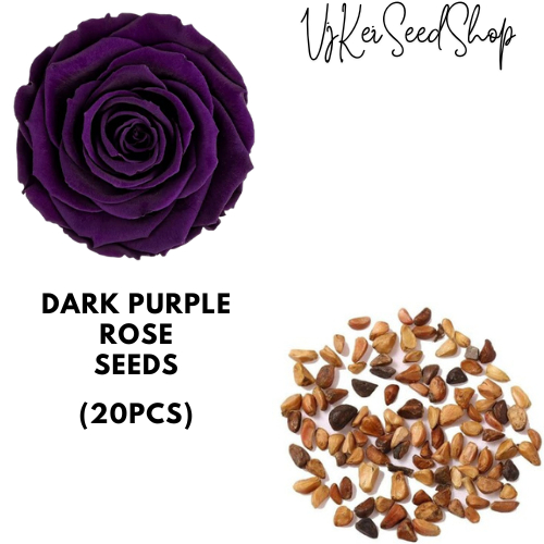 Dark Purple Rose Seeds (20pcs) | Shopee Philippines