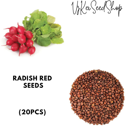 Radish Red Seeds (20pcs) | Shopee Philippines