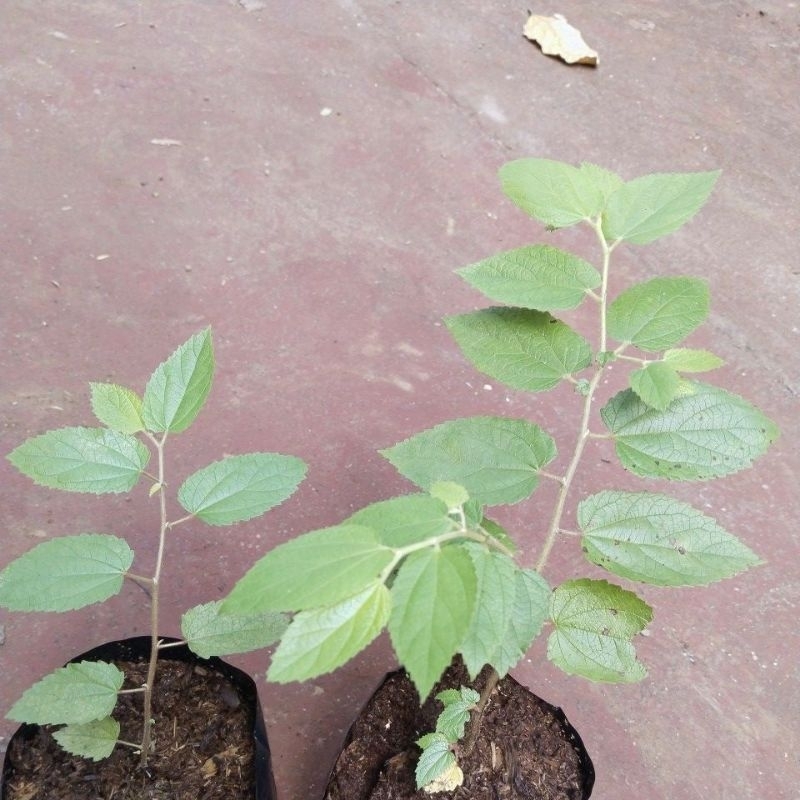 aratilis | seresa| seralis| aratiles| alatires | Shopee Philippines