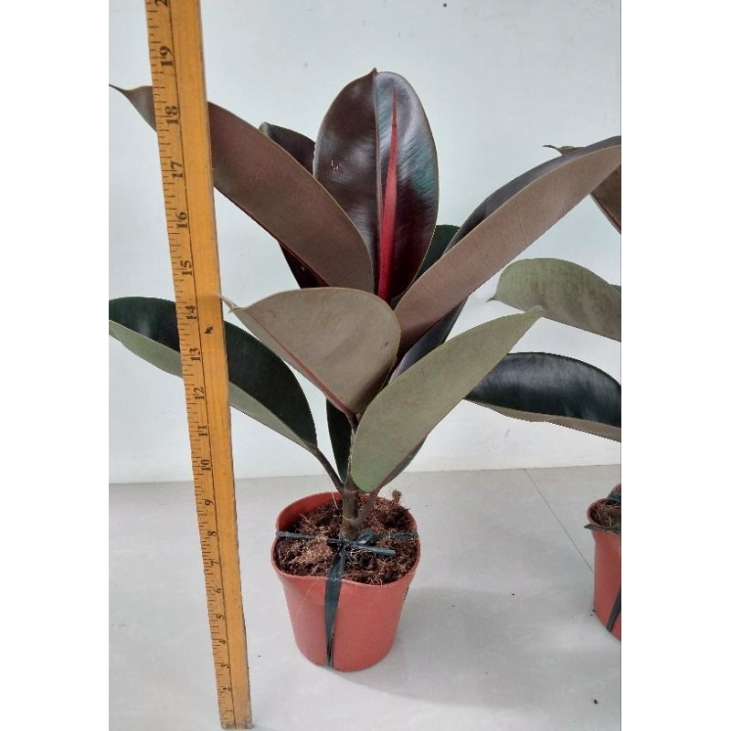 Burgundy Rubber Tree in Nursery Pot (Ficus Elastica Burgundy) | Shopee ...