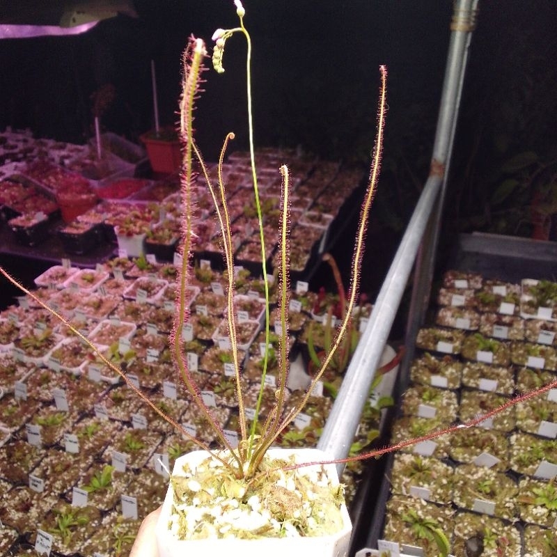 D. Filiformis Red (potted / carnivorous plant / seeds ) | Shopee ...