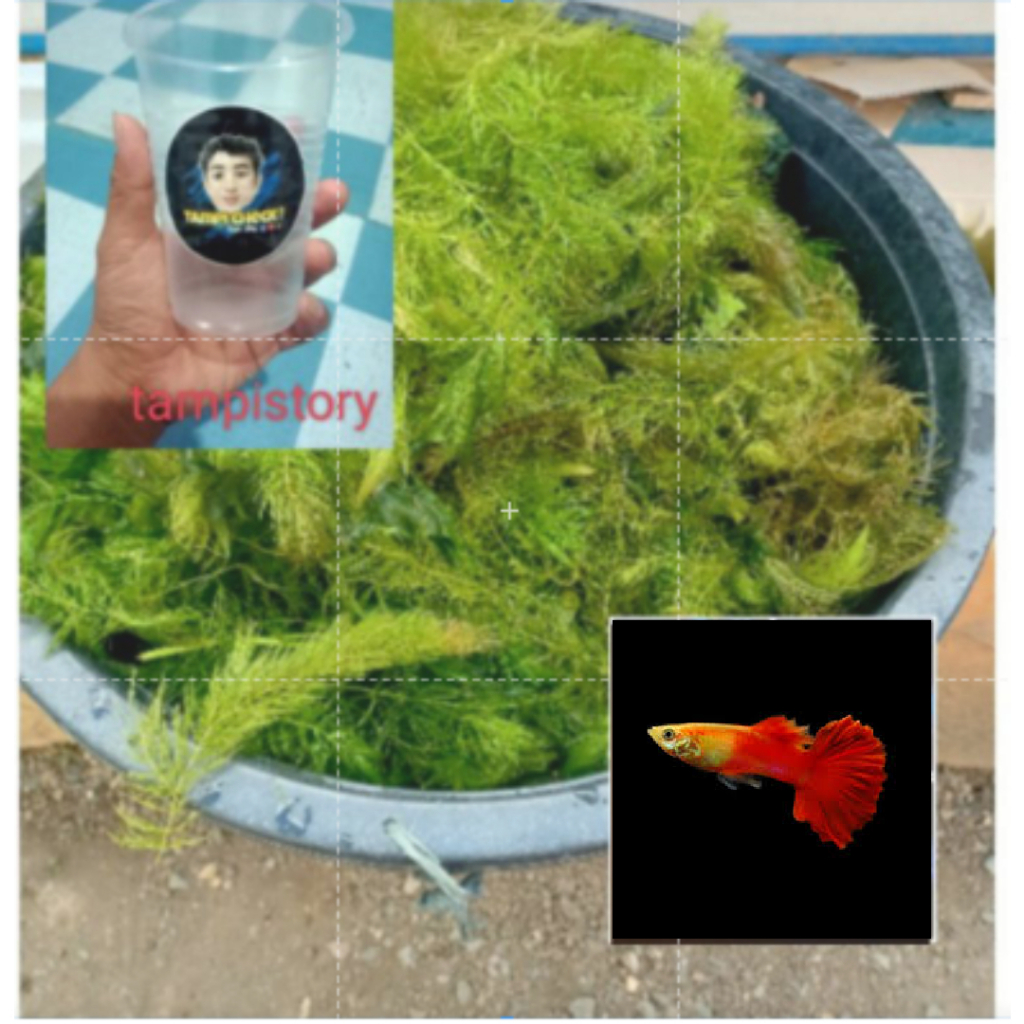 lagayan para sa red flaminggo | Shopee Philippines