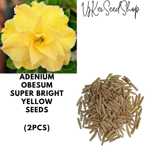 Adenium Obesum "Super Bright Yellow" Seeds (2pcs) | Shopee Philippines