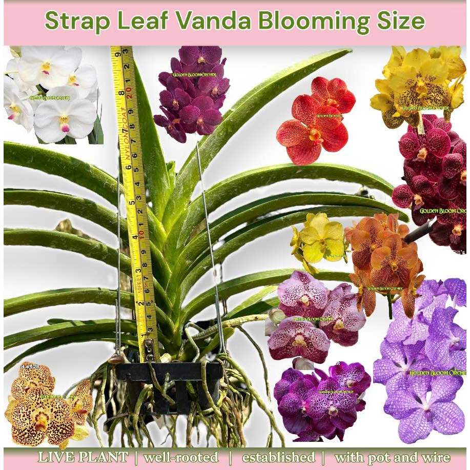 GBO Katrina: Strap Leaf Vanda | Blooming Size | Orchids (1Variety Name ...