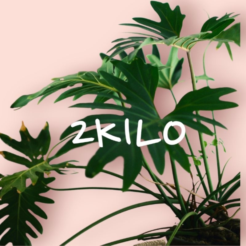 Anik-Anik items TWO KILO | Shopee Philippines