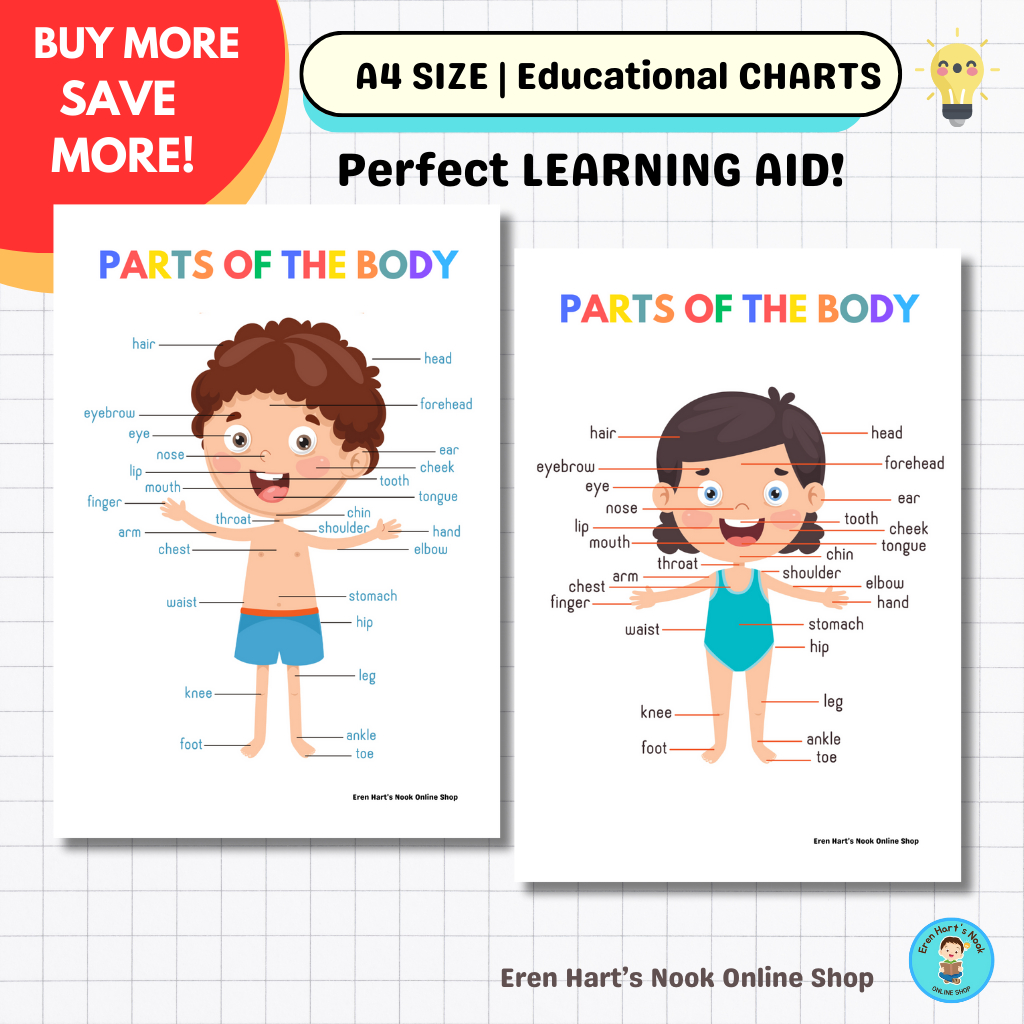 PARTS OF THE BODY LAMINATED CHART | Shopee Philippines