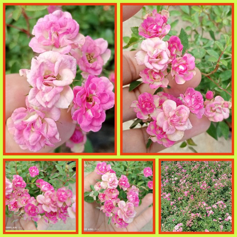 Rose Carpet ( Small Size ) | Shopee Philippines