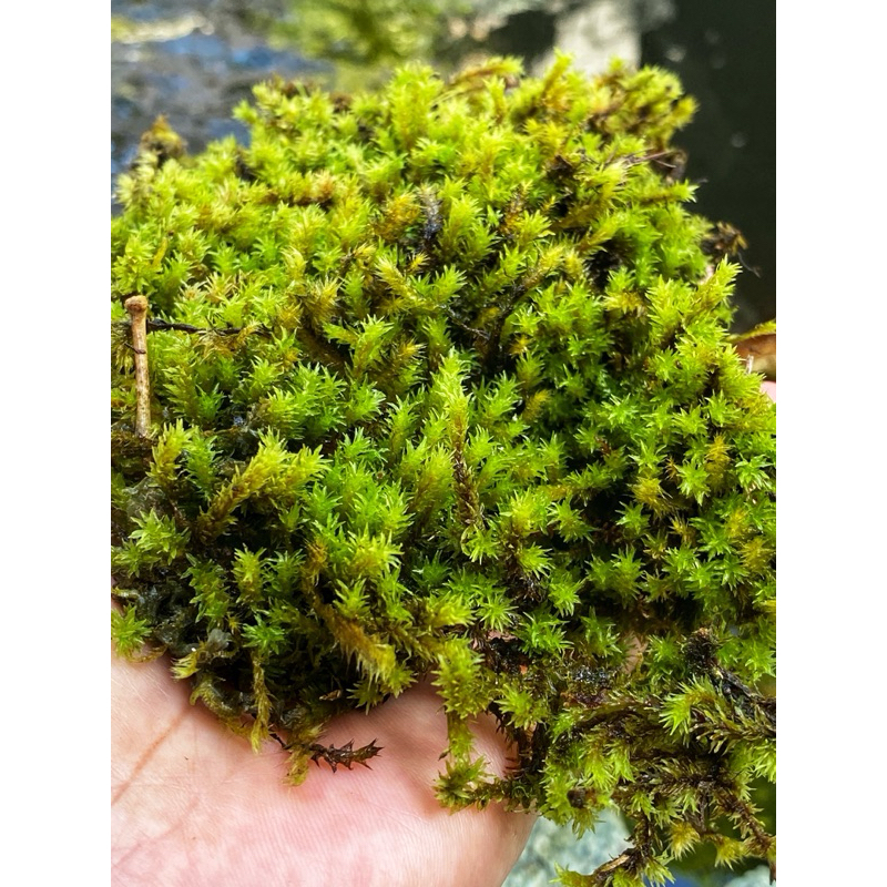 Cats tail moss/Cat-tail moss (terrestrial moss) for terrarium or ...