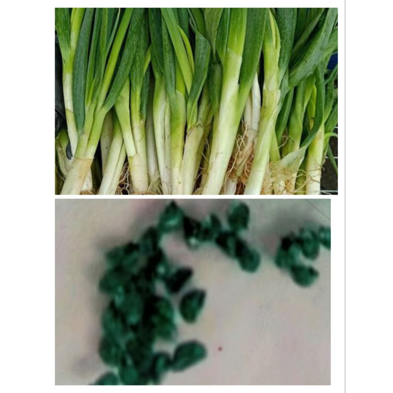 spring onion dahon sibuyas seeds for planting 30pcs seeds | Shopee ...
