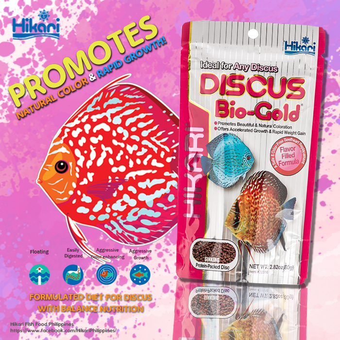 Hikari Discus Bio-Gold 80g (Sinking Type) | Shopee Philippines
