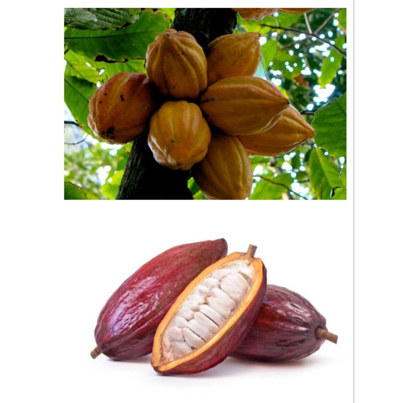cacao seeds for planting 10pcs seeds | Shopee Philippines