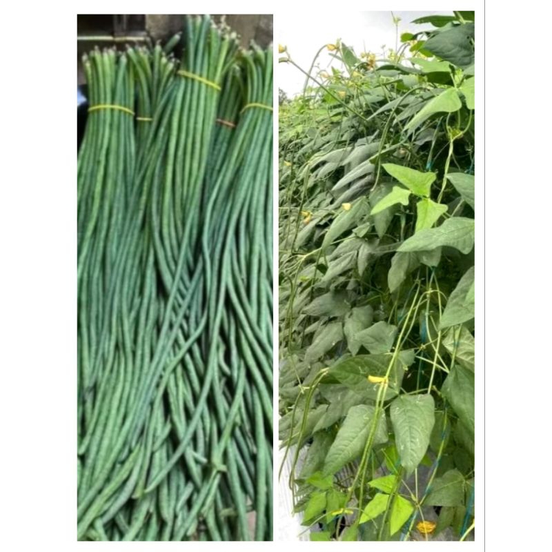 sitao makisig long/sitaw seeds certified seeds yard long high ...