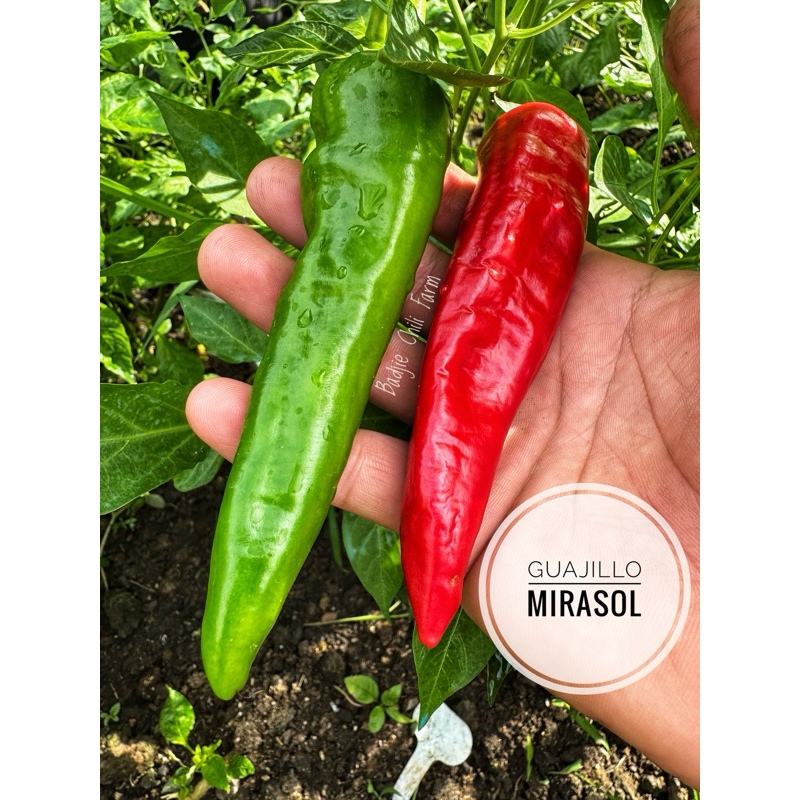 Guajillo (Mirasol) Pepper Seeds (20 pcs) | Shopee Philippines