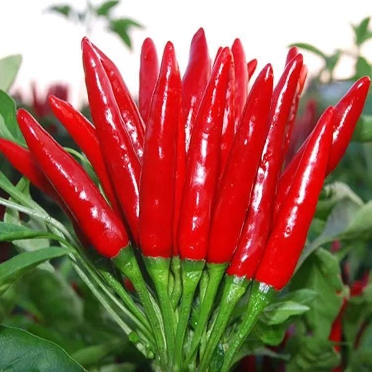 COD Siling Labuyo Hybrid ( 200 seeds ) - Hot Pepper vegetable seeds ...