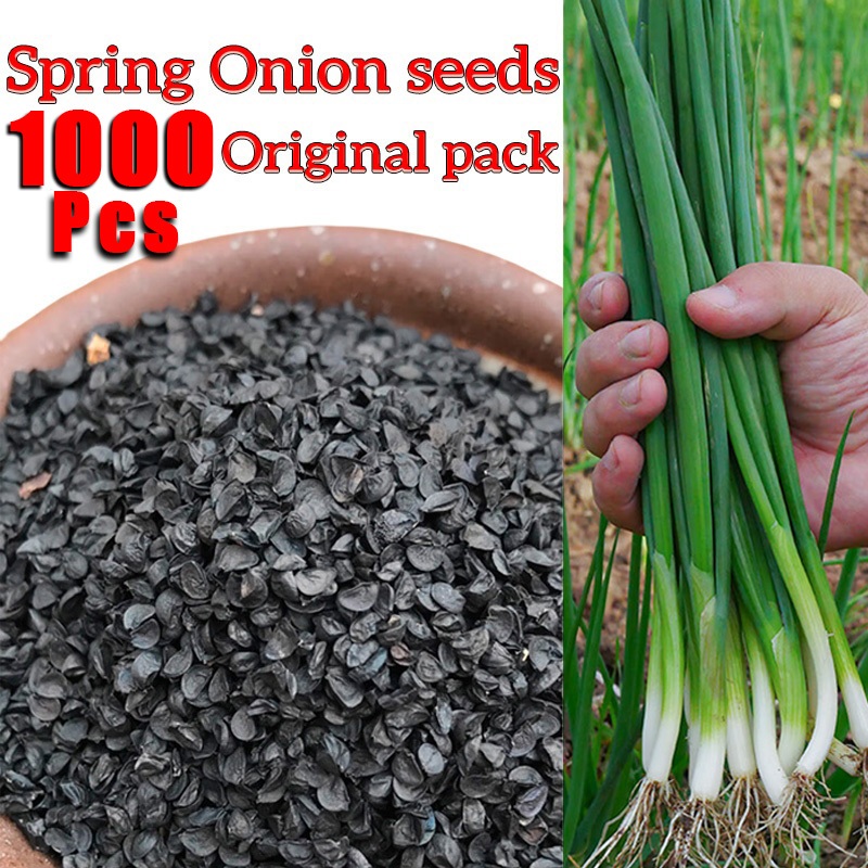 Bunching Onion Spring Onion seeds (High Germination) Vegetable Seeds ...