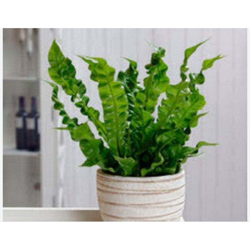 JAPANESE CURLY FERNS LIVE PLANTS/3STEMS | Shopee Philippines