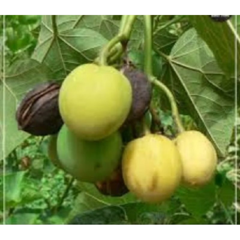 Tuba-Tuba Fresh Leaves (20 pack) | Shopee Philippines