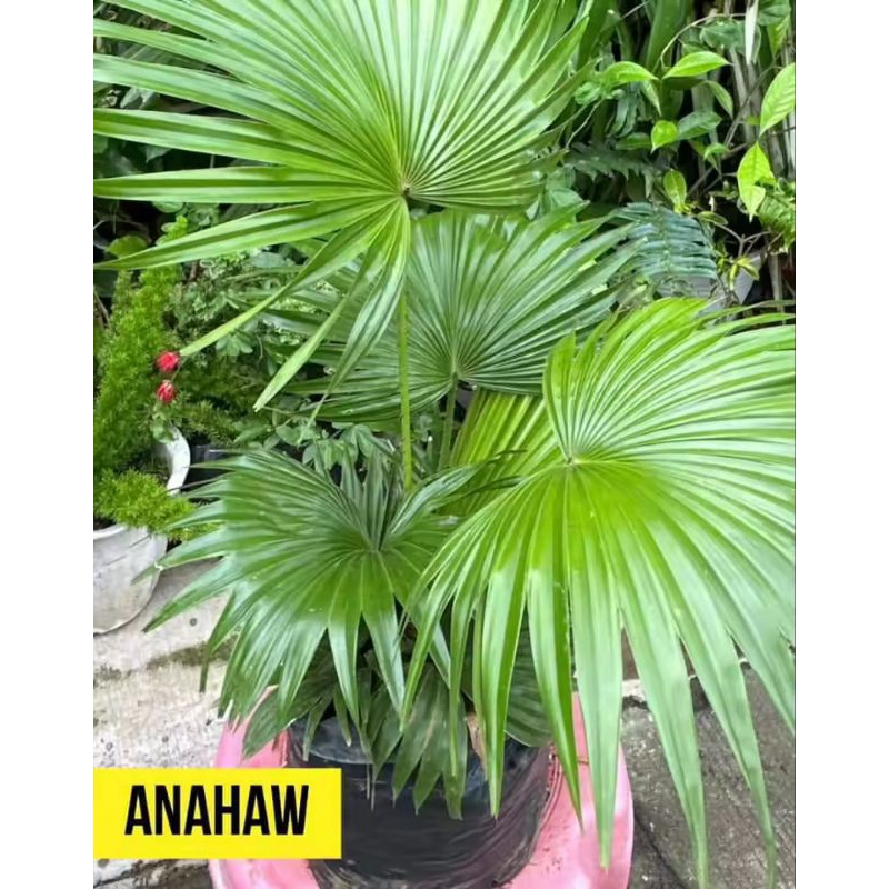 ANAHAW LUCKY PLANTS | Stablish Rooted Live Plants | Shopee Philippines