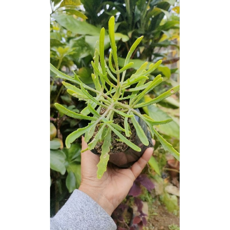 Chicken Feet Succulent | Shopee Philippines