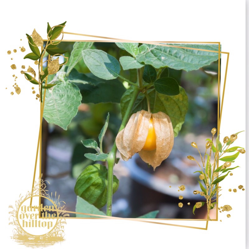 wild cape gooseberry/golden berry/ground cherry/lobo-lobohan/tultulaya ...