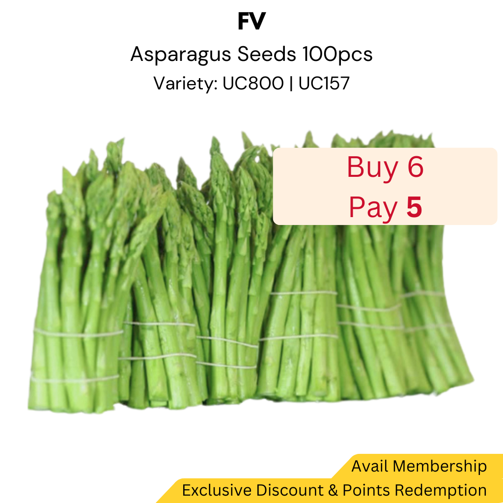 FV Asparagus Seeds 100pcs | asparagus seedings asparagus seedlings ...