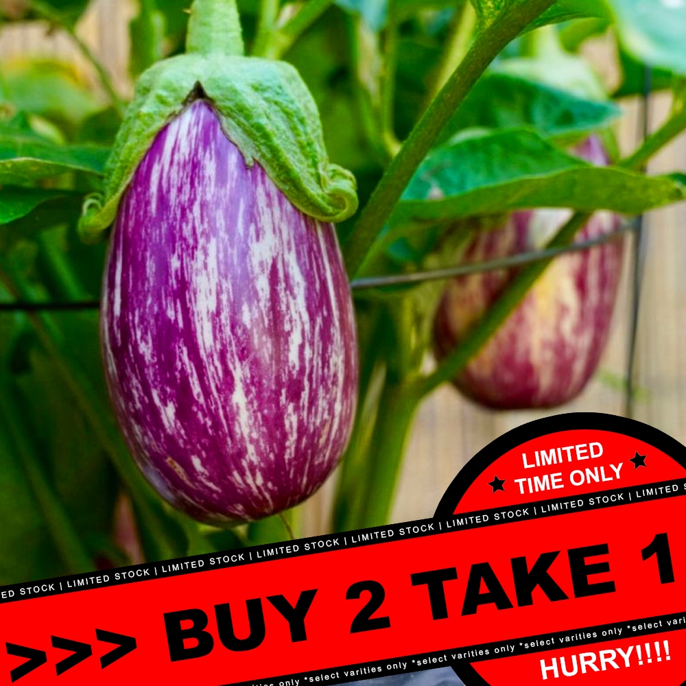 Fairy Tale Eggplant Seeds Heirloom Eggplant Seeds Fairytale Eggplant ...