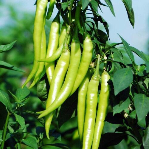 SILI PANIGANG / Siling Haba / Hot Pepper Green / Bicol Express Chili ...