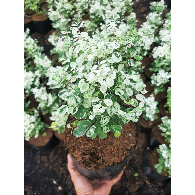 Snow Bush Variegated White Lush | Shopee Philippines