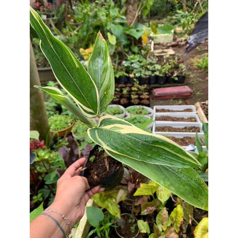 Variegated Uraro (live plant) | Shopee Philippines