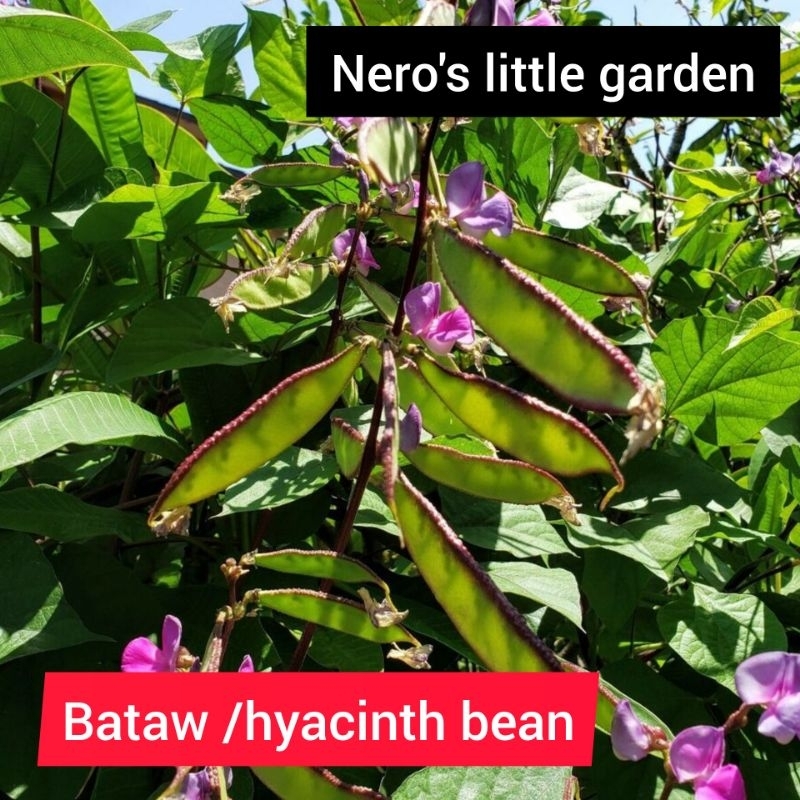 Nero's Bataw / Hyacinth Bean (12 seeds) | Shopee Philippines