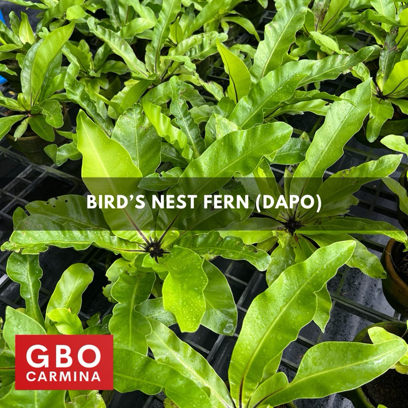 GBO Carmina: Fern - Bird’s Nest / Dapo | Live Plant | Shopee Philippines