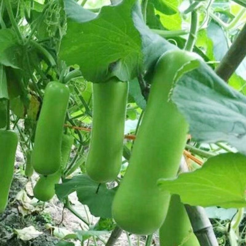 UPO SEEDS ( 20seeds ) - Long Bottle Gourd Vegetable Seeds | Shopee ...