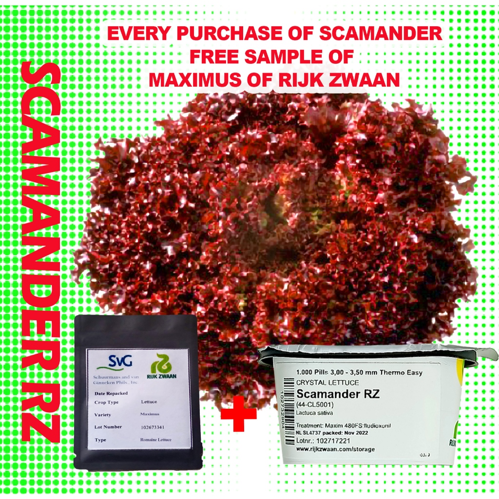 SCAMANDER RZ lettuce seeds by RZ plus free seeds of MAXIMUS seeds ...