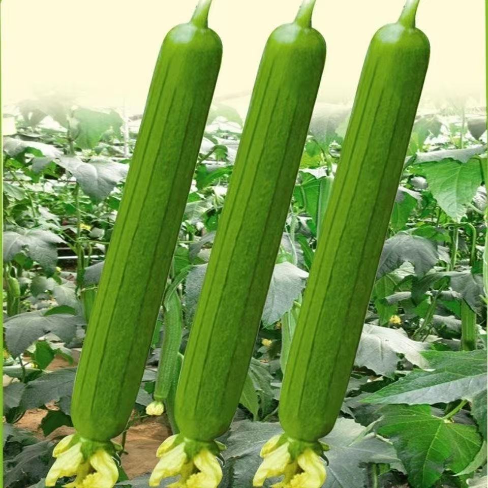 Smooth Patola seed / hybrid ( 20 SEEDS ) Patola Smooth Seeds | Shopee ...