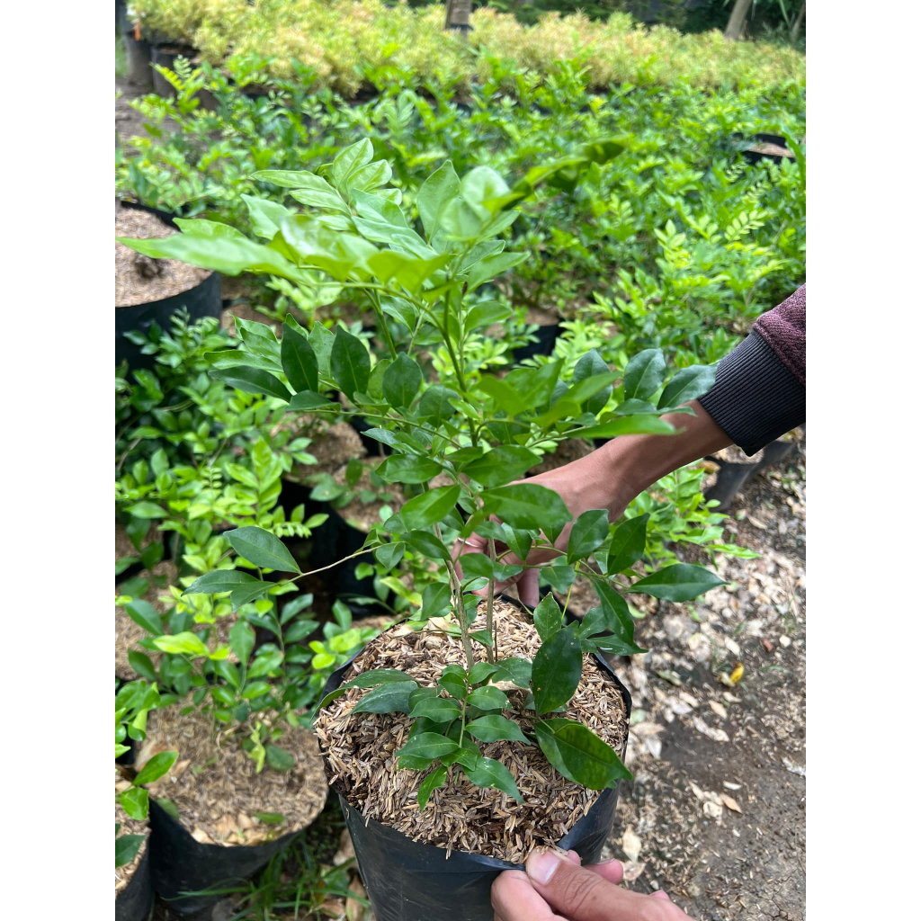 𝐃𝐰𝐚𝐫𝐟 𝐊𝐚𝐦𝐮𝐧𝐢𝐧𝐠 𝐏𝐥𝐚𝐧𝐭/𝐌𝐮𝐫𝐫𝐚𝐲𝐚 𝐏𝐚𝐧𝐢𝐜𝐮𝐥𝐚𝐭𝐚 𝐏𝐥𝐚𝐧𝐭 𝐰𝐢𝐭𝐡 𝐅𝐑𝐄𝐄 𝐏𝐥𝐚𝐬𝐭𝐢𝐜 ...