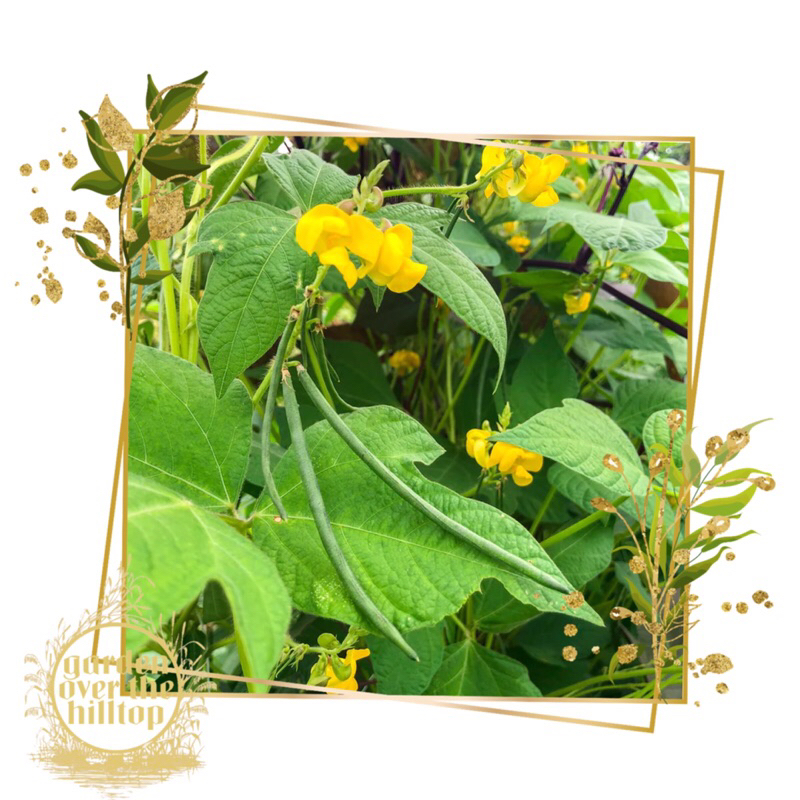 ilocano balinsuek/tapilan/rice bean seeds for planting | Shopee Philippines