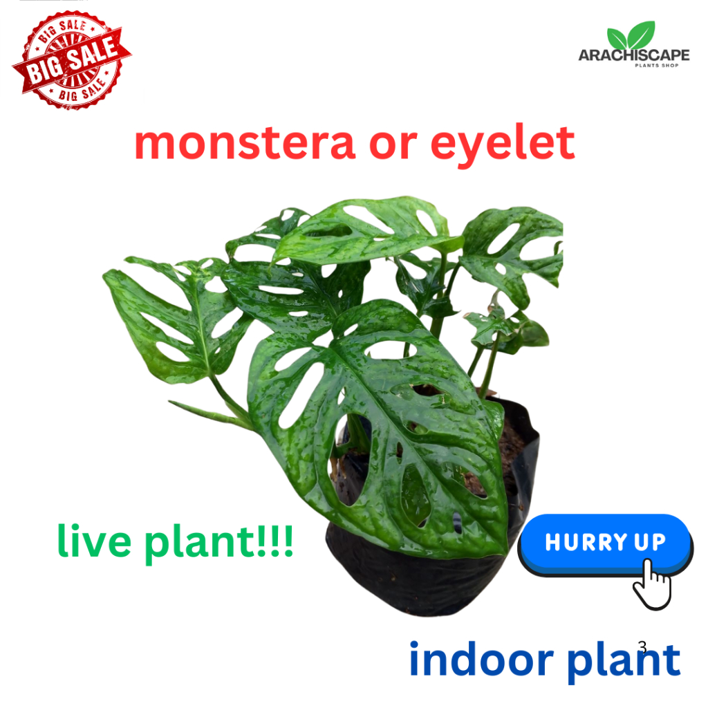 live monstera eyelet[monstera adansonii]4 to 6 leaves-indoor plant ...