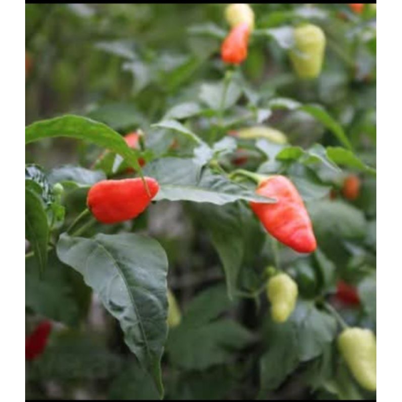 Siling Demonyo seedling | Shopee Philippines