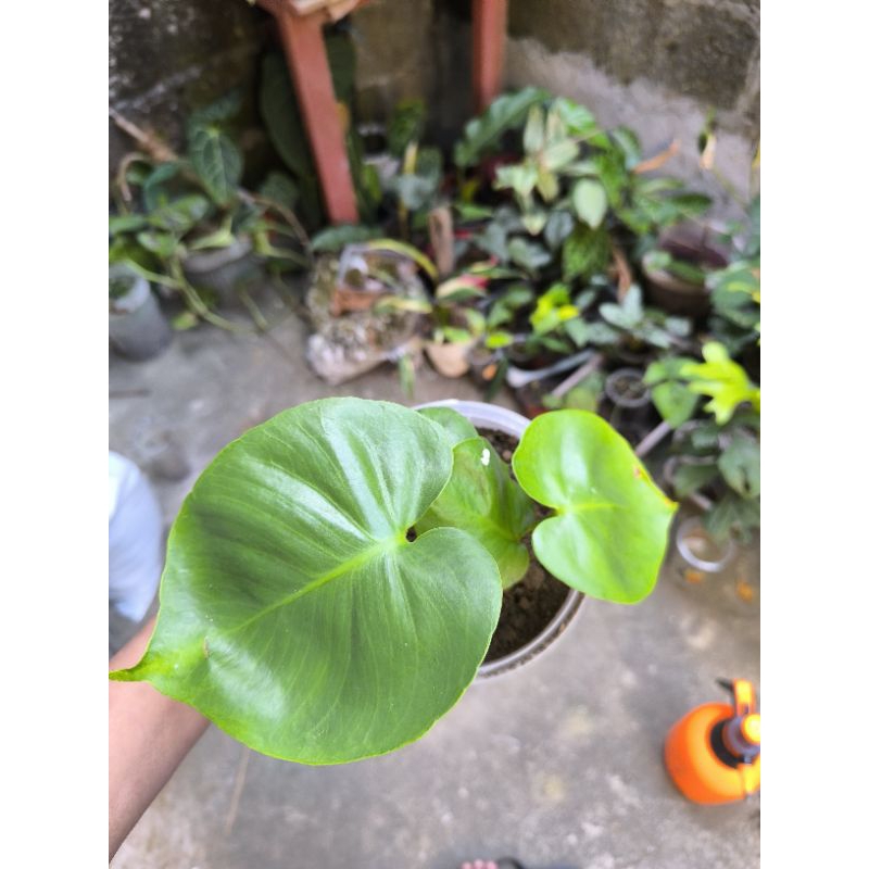 Monstera deliciosa juvenile form rooted and stable | Shopee Philippines