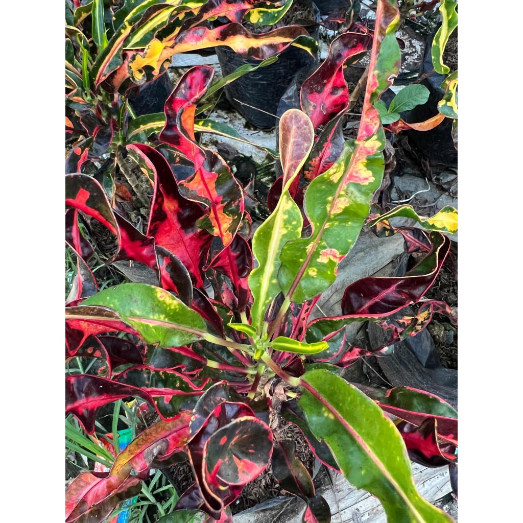 𝐂𝐨𝐫𝐤𝐬𝐜𝐫𝐞𝐰 𝐂𝐫𝐨𝐭𝐨𝐧 𝐒𝐚𝐧 𝐅𝐫𝐚𝐧𝐜𝐢𝐬𝐜𝐨 𝐏𝐥𝐚𝐧𝐭 𝐰𝐢𝐭𝐡 𝐏𝐥𝐚𝐬𝐭𝐢𝐜 𝐬𝐞𝐞𝐝𝐥𝐢𝐧𝐠 𝐛𝐚𝐠 𝐚𝐧𝐝 ...