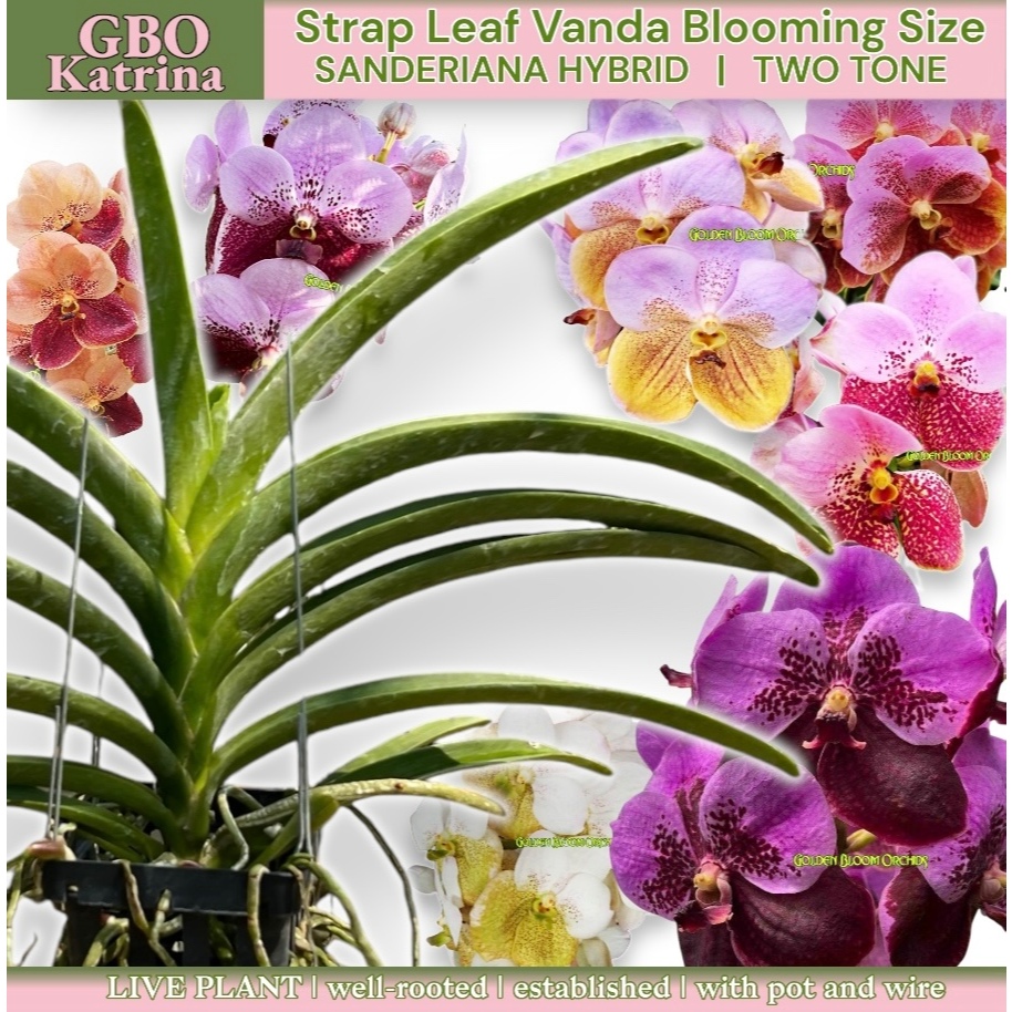 GBO Katrina: Sanderiana Hybrid Two Tone Varieties | Strap Leaf Vanda ...