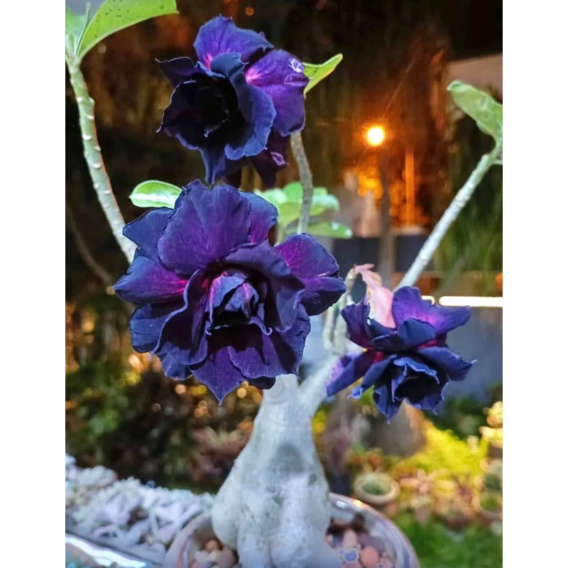 KKE Flower Garden MIXED VIOLET 4+1 ADENIUM TRIPLE PETALS Grafted Violet ...