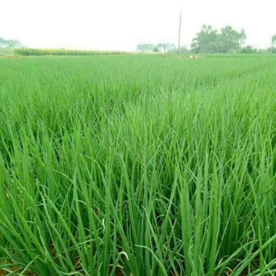 Spring Onion Seeds | (500Seed) Bunching Onion Seeds | Dahon Sibuyas ...