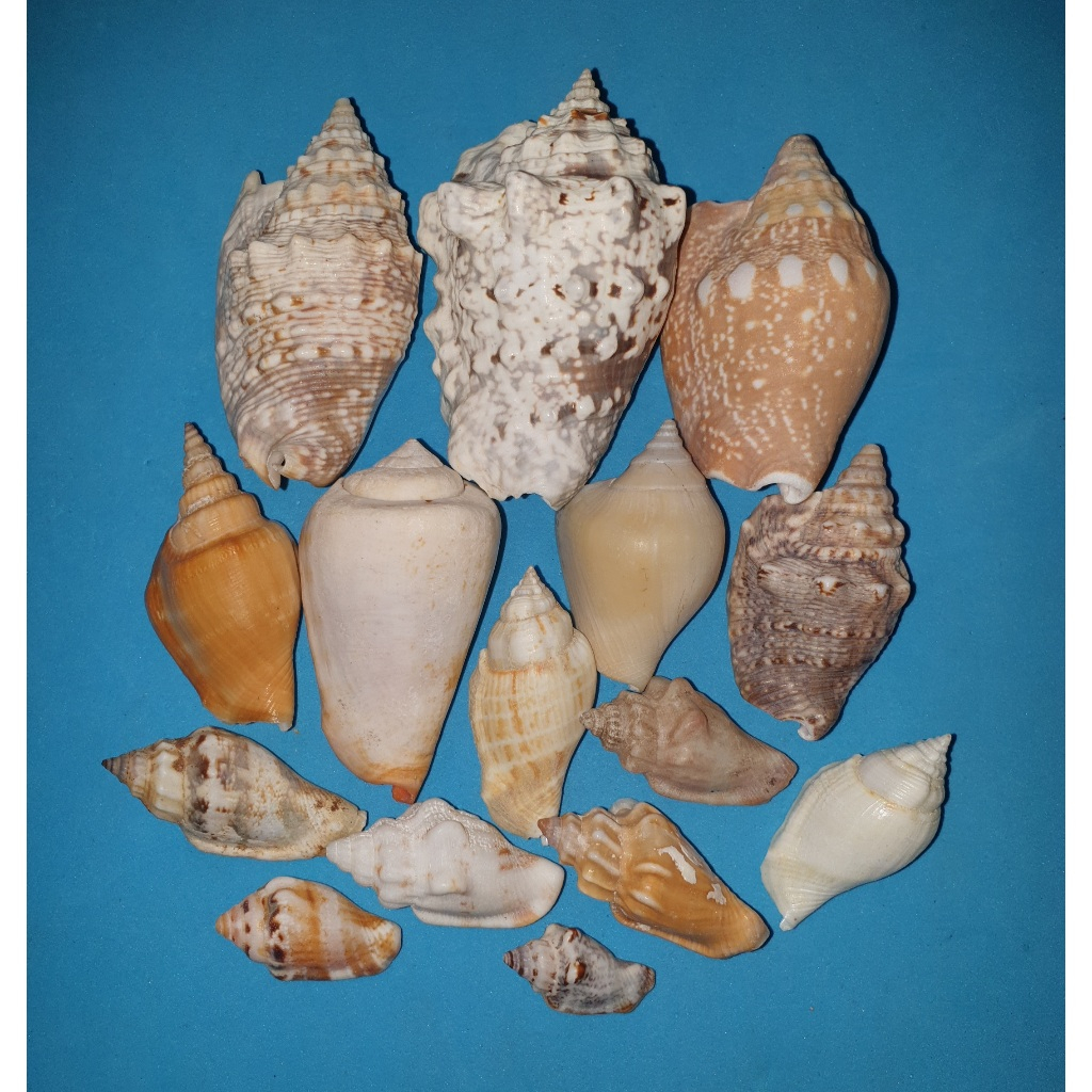 SELECTION STROMBUS Shells. 15 Pieces. | Shopee Philippines