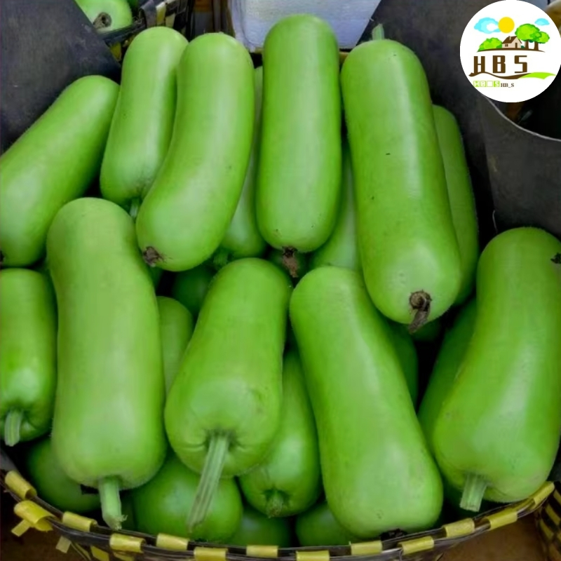 UPO SEEDS - High Yield Upo Seeds Hybrid Long Bottle Gourd Seeds ...